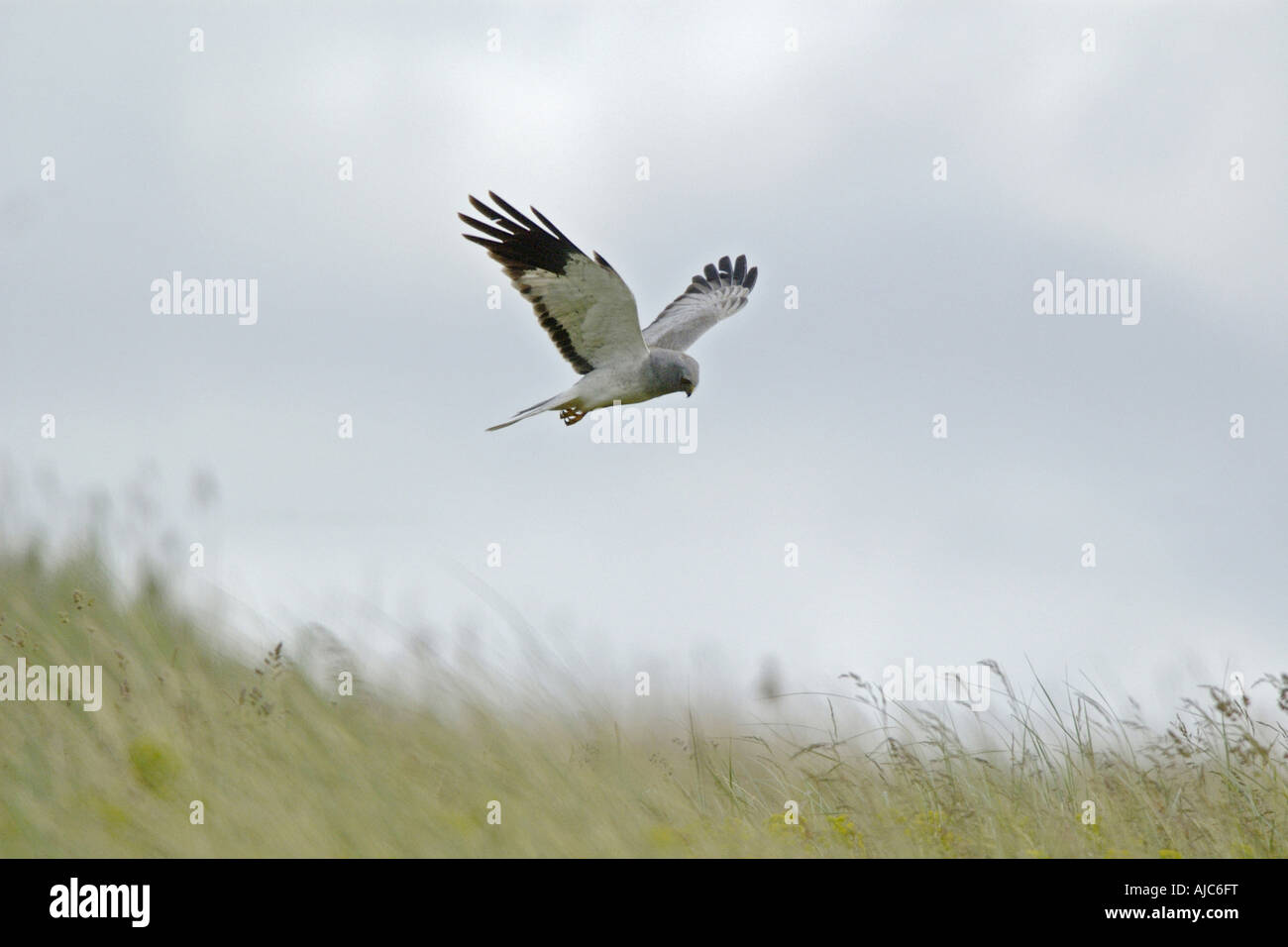 hen harrier (Circus cyaneus), male, Netherlands, Texel Stock Photo - Alamy