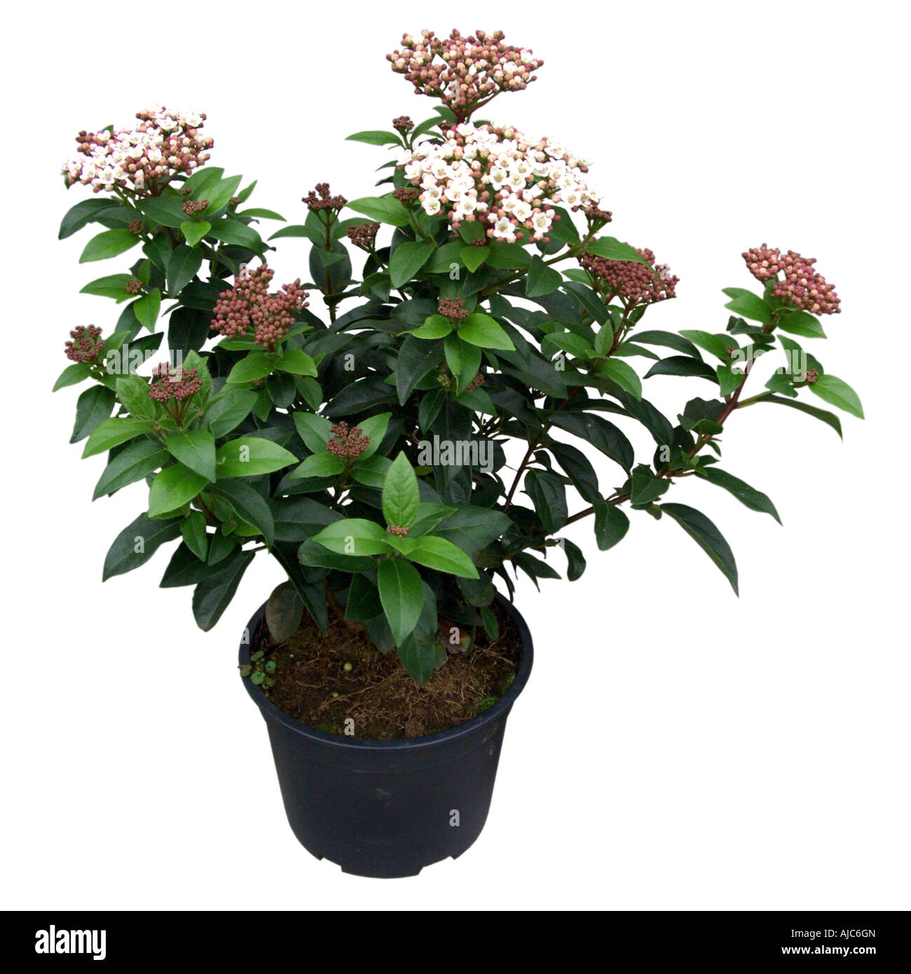 Laurustinus (Viburnum tinus), potted plant Stock Photo - Alamy