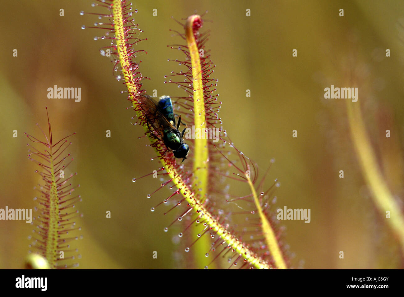 Glandular leaves with captured fly i weber plant plants hi-res stock ...