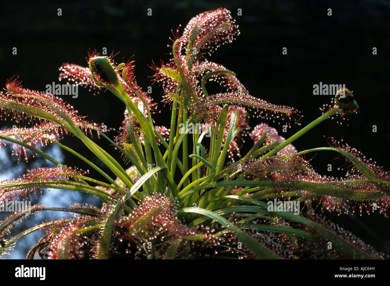 Cape sundew drosera capensis leaves hi-res stock photography and images ...