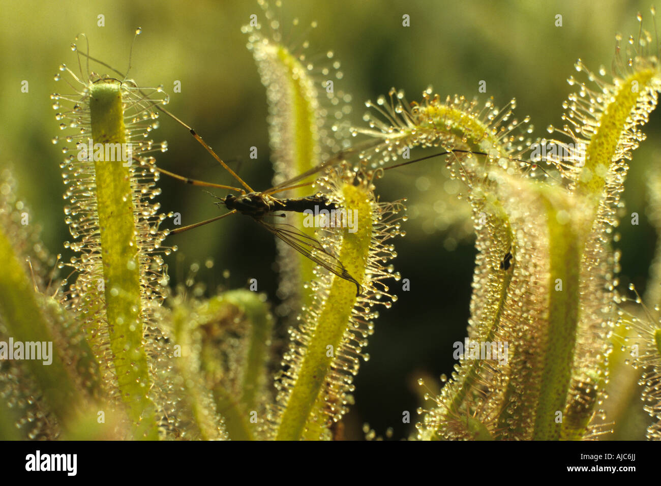 Cape sundew (Drosera capensis), glandular leaves with caught insect ...