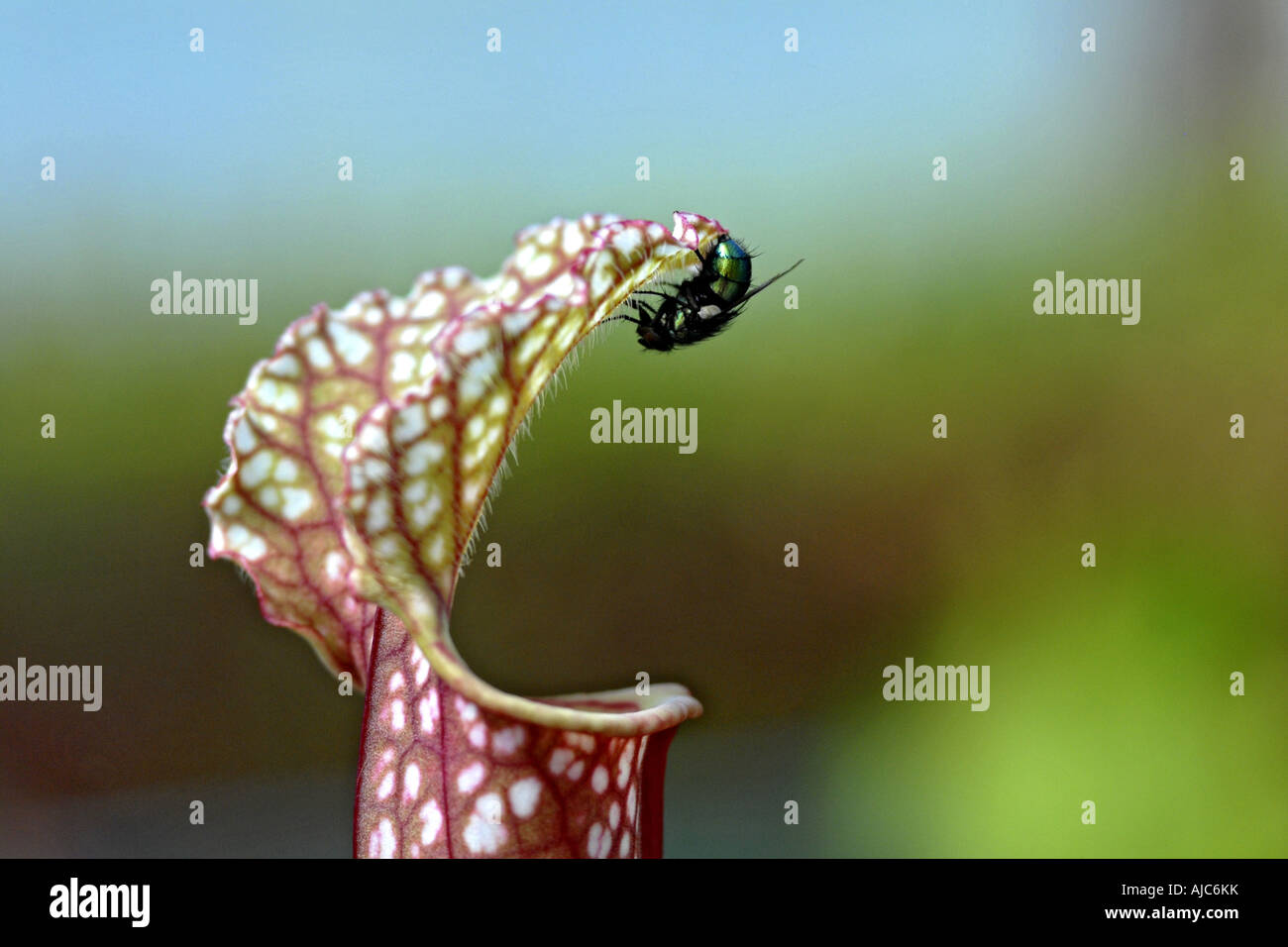 White Trumpet (Sarracenia leucophylla), funnel leaf with fly Stock ...