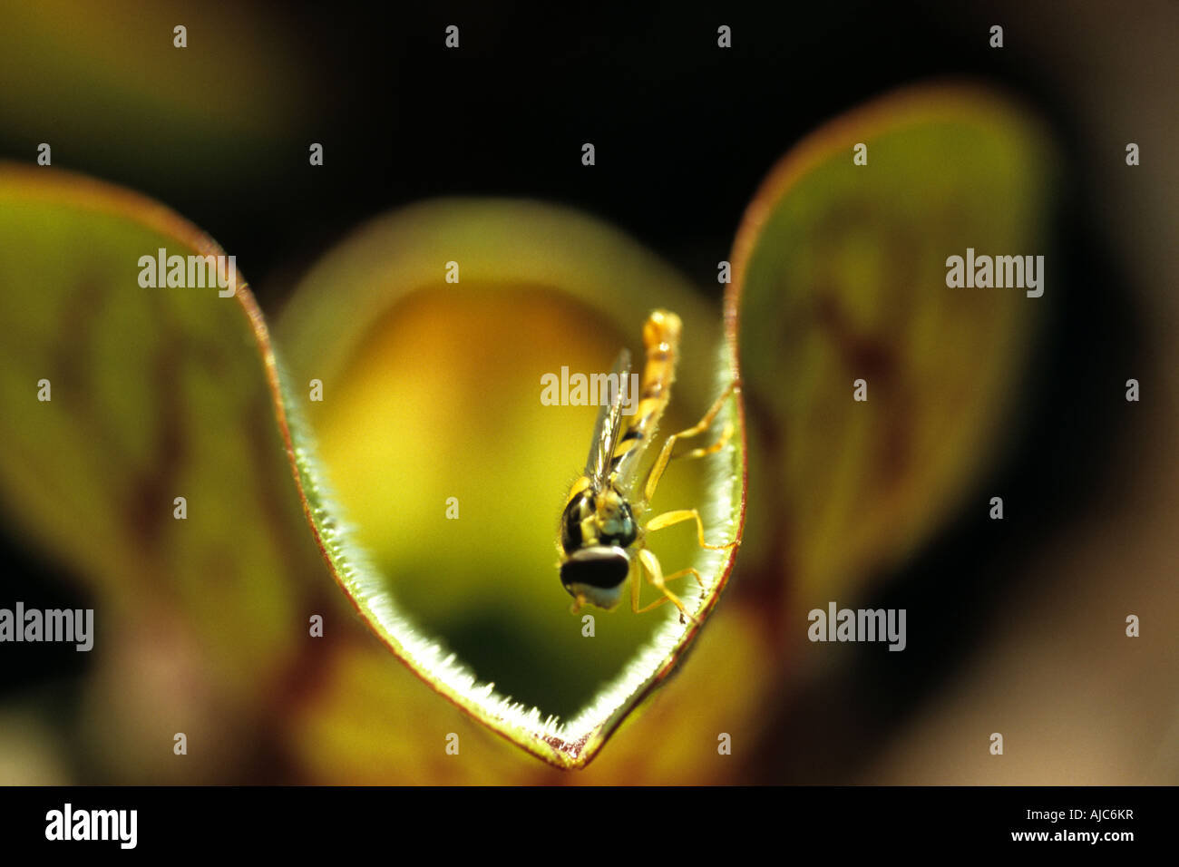 What Is Funnel Leaf at Jeanette Upshaw blog