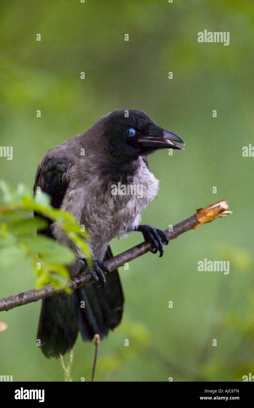 hooded crow (Corvus corone cornix), Nictitating membrane, Norway, Troms ...