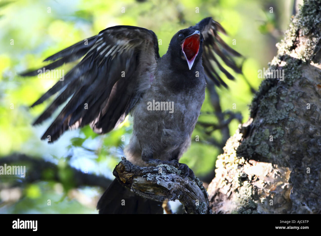 hooded crow (Corvus corone cornix), hungry fledgling, Norway, Troms ...
