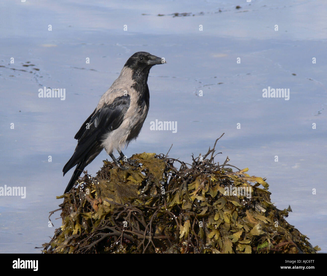 H crow hi-res stock photography and images - Alamy