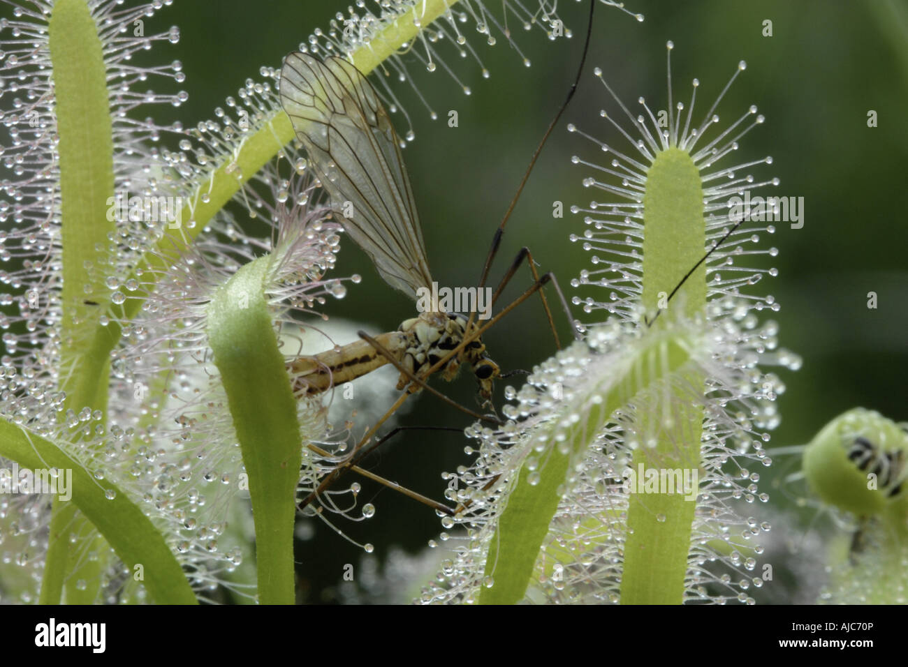 With caught insect i weber plant plants hi-res stock photography and ...