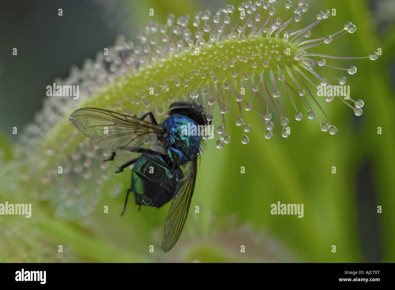 With caught insect i weber plant plants hi-res stock photography and ...