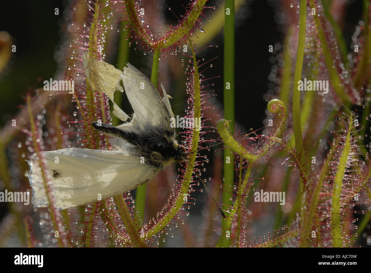 Forked Sundew, Australian Sundew (Drosera binata, Drosera dichotoma ...