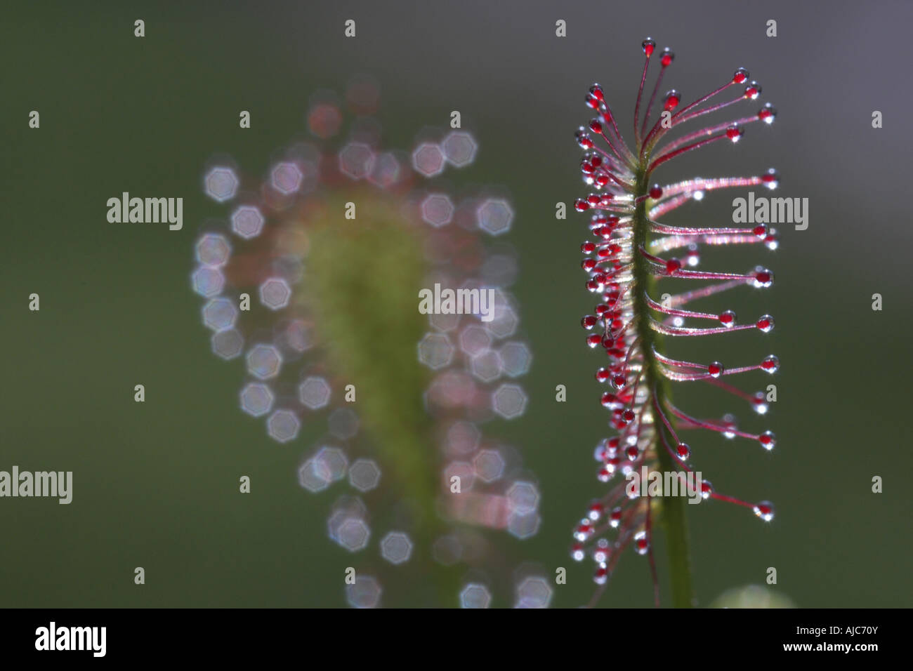 Spoon leaved sundew hi-res stock photography and images - Alamy