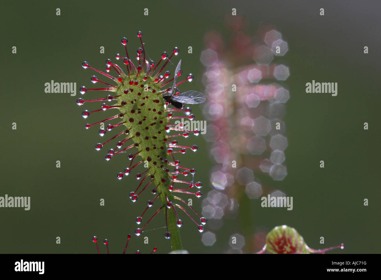 Flower flowers sundew sundews flypaper trap flypaper traps carnivore ...