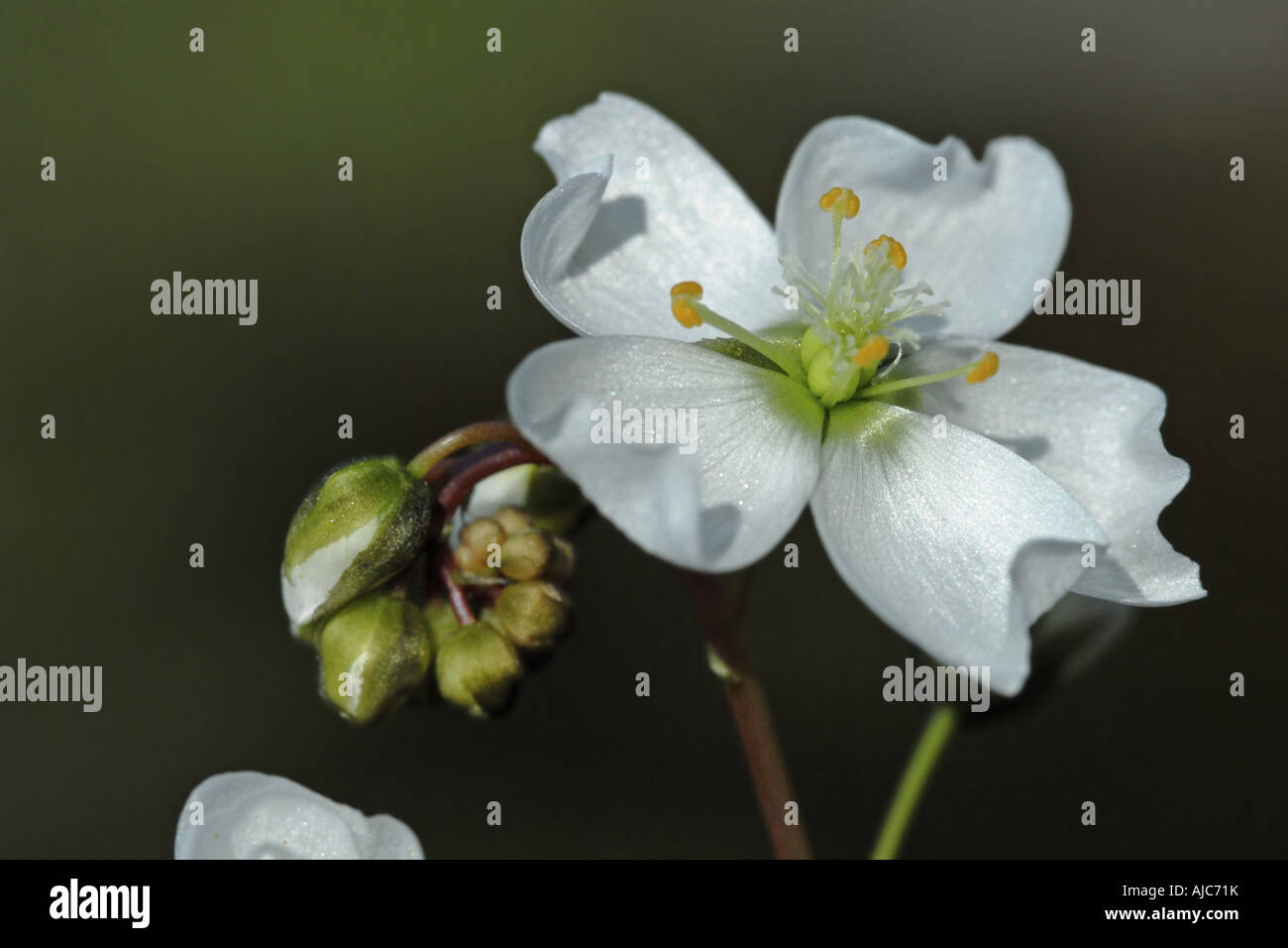 Forked Sundew, Australian Sundew (Drosera binata, Drosera dichotoma ...