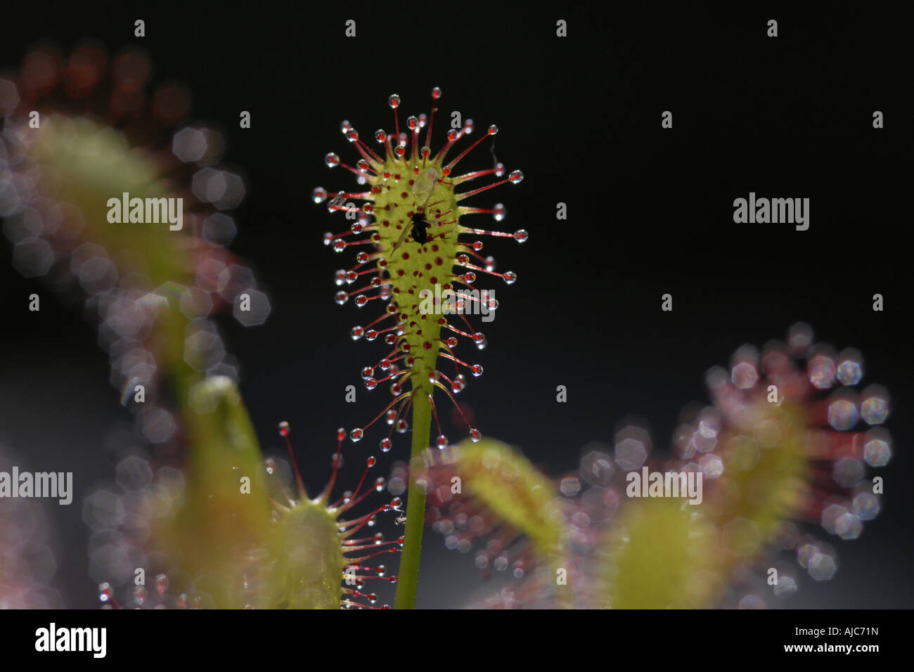 Flower flowers sundew sundews flypaper trap flypaper traps carnivore ...