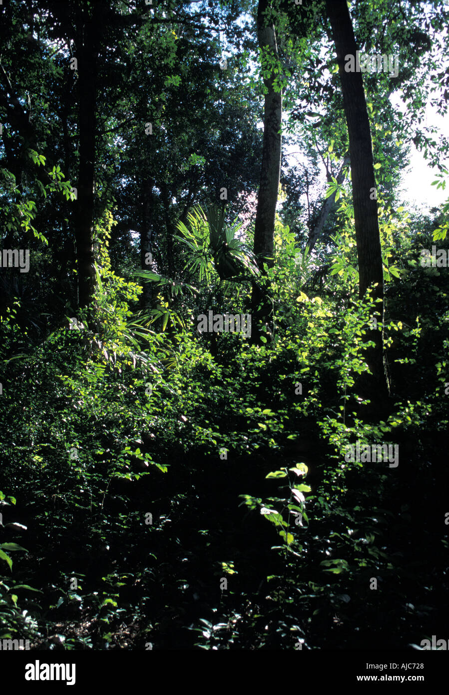 Jungle foliage at the ancient Maya site of Uaxactun north of Tikal El ...