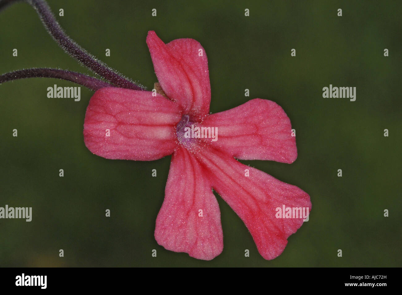 Pinguicula laueana flower hi-res stock photography and images - Alamy