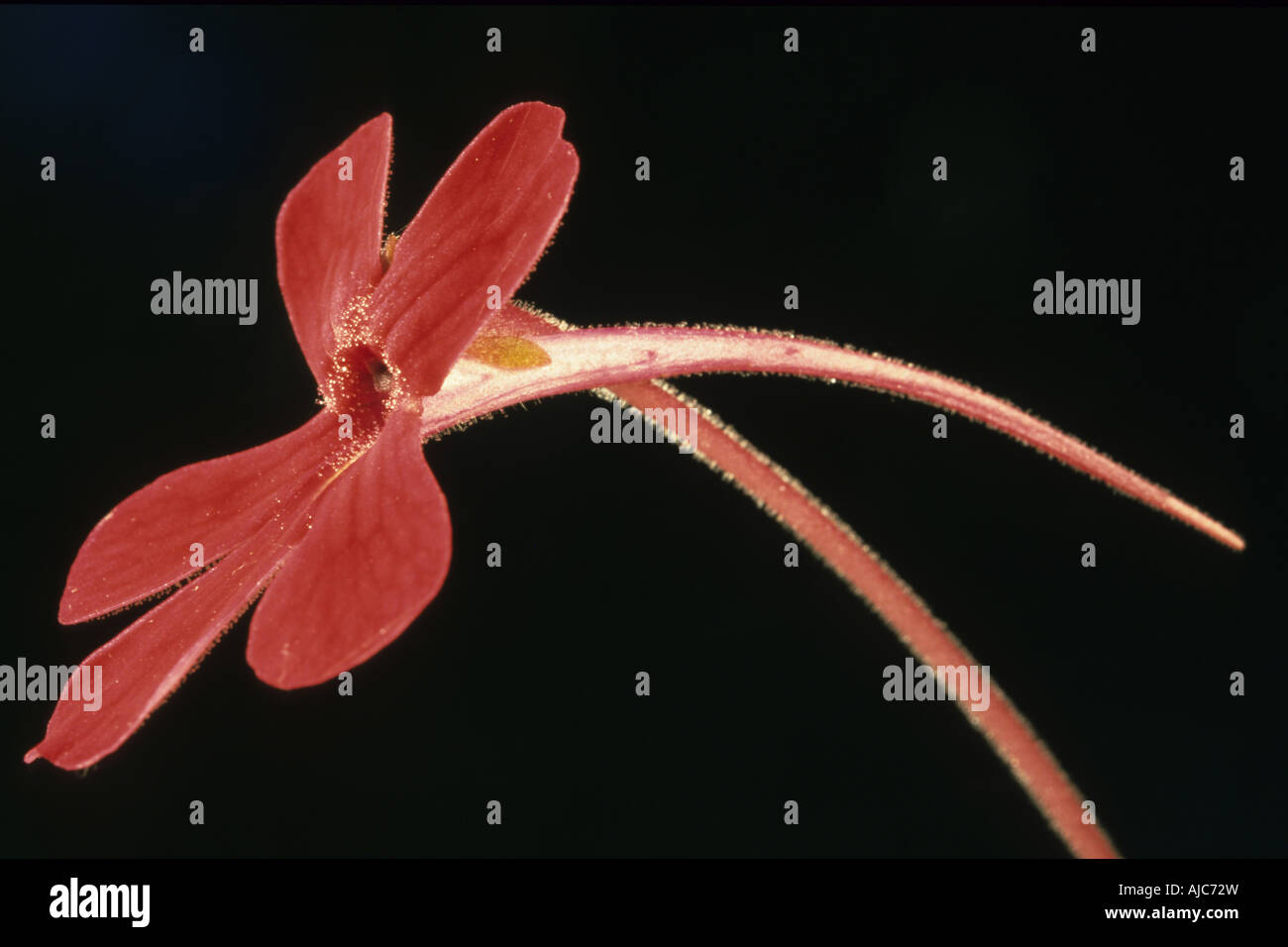 Lau's butterwort (Pinguicula laueana), flower Stock Photo - Alamy