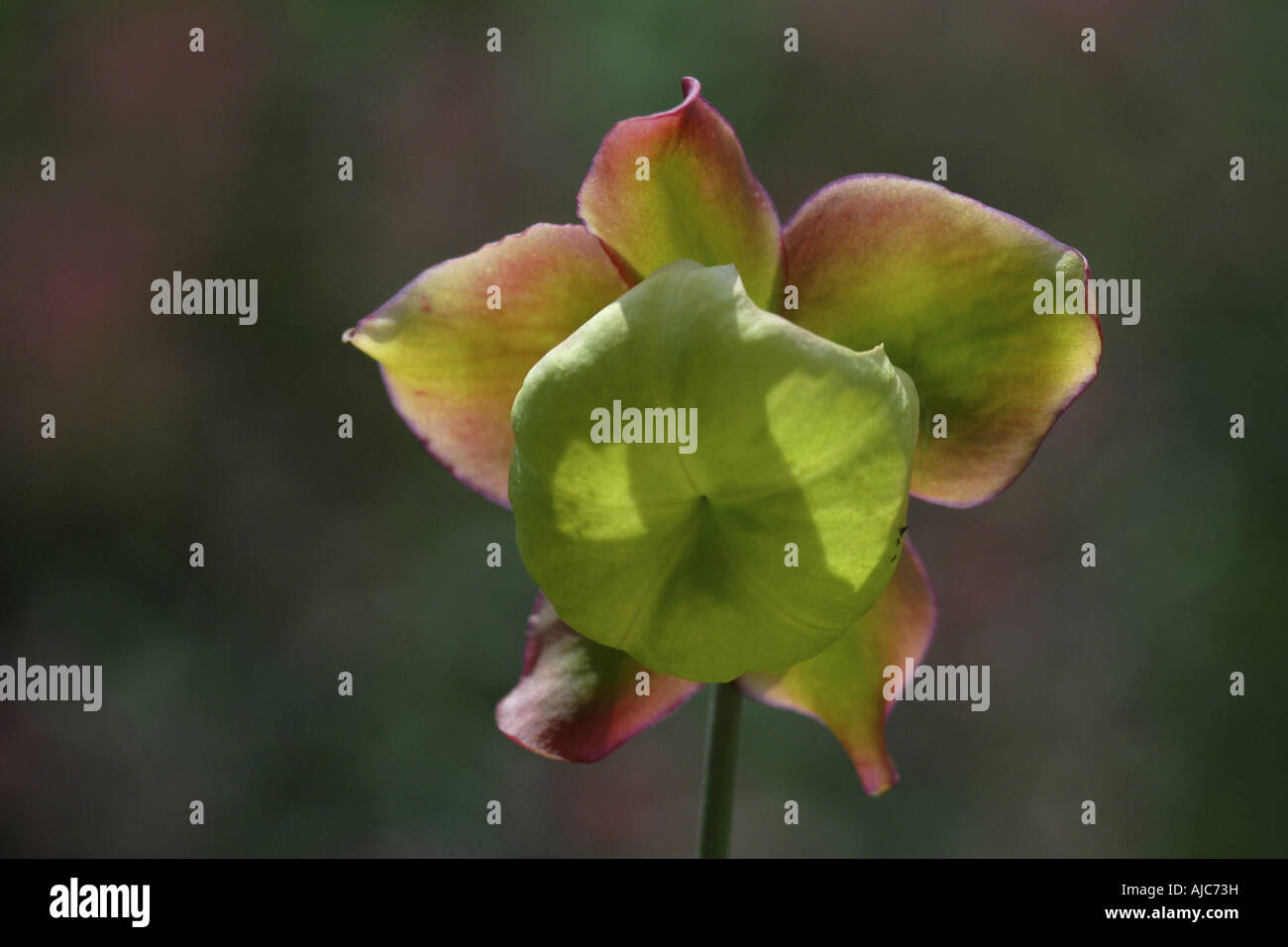 northern pitcher plant (Sarracenia purpurea), flower from below Stock ...