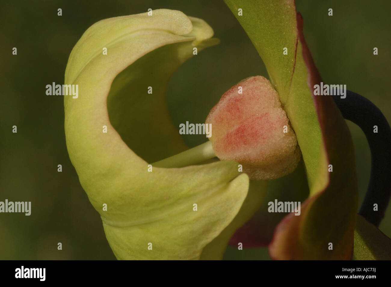 northern pitcher plant (Sarracenia purpurea), detail of flower Stock ...