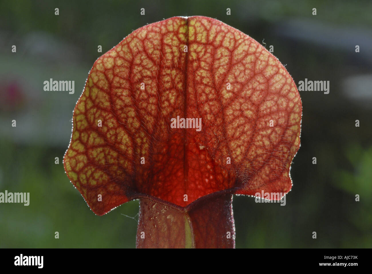 What Is Funnel Leaf at Jeanette Upshaw blog