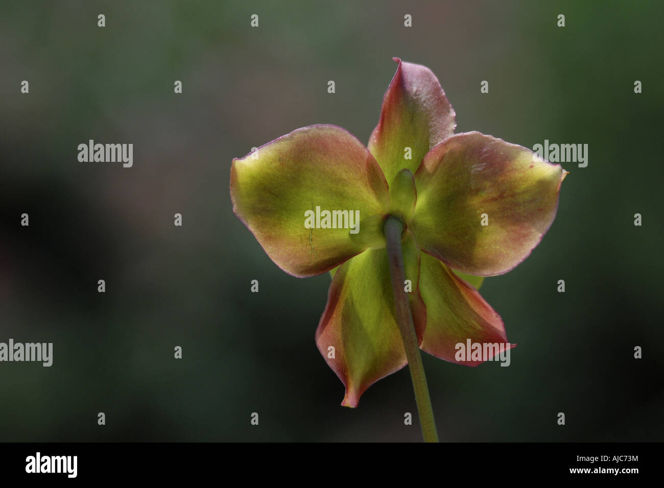 northern pitcher plant (Sarracenia purpurea), flower from above Stock ...