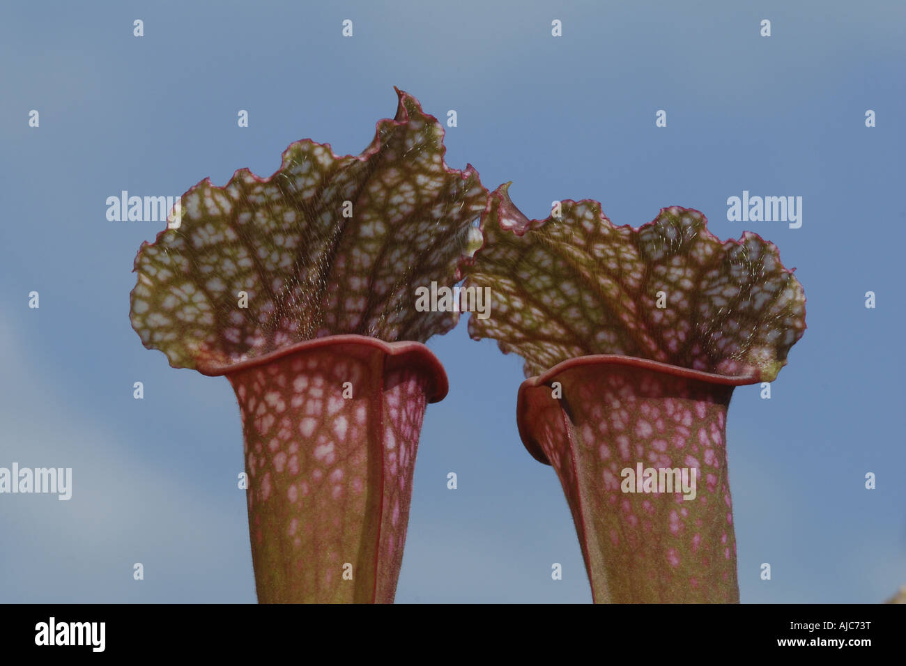 White Trumpet (Sarracenia leucophylla), detail of a funnel leaves Stock ...