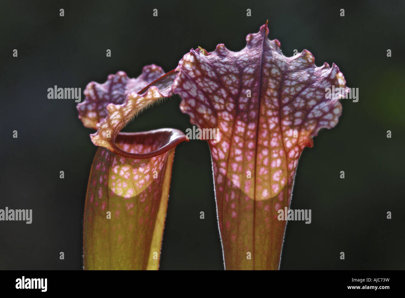 White Trumpet (Sarracenia leucophylla), detail of a funnel leaves Stock ...