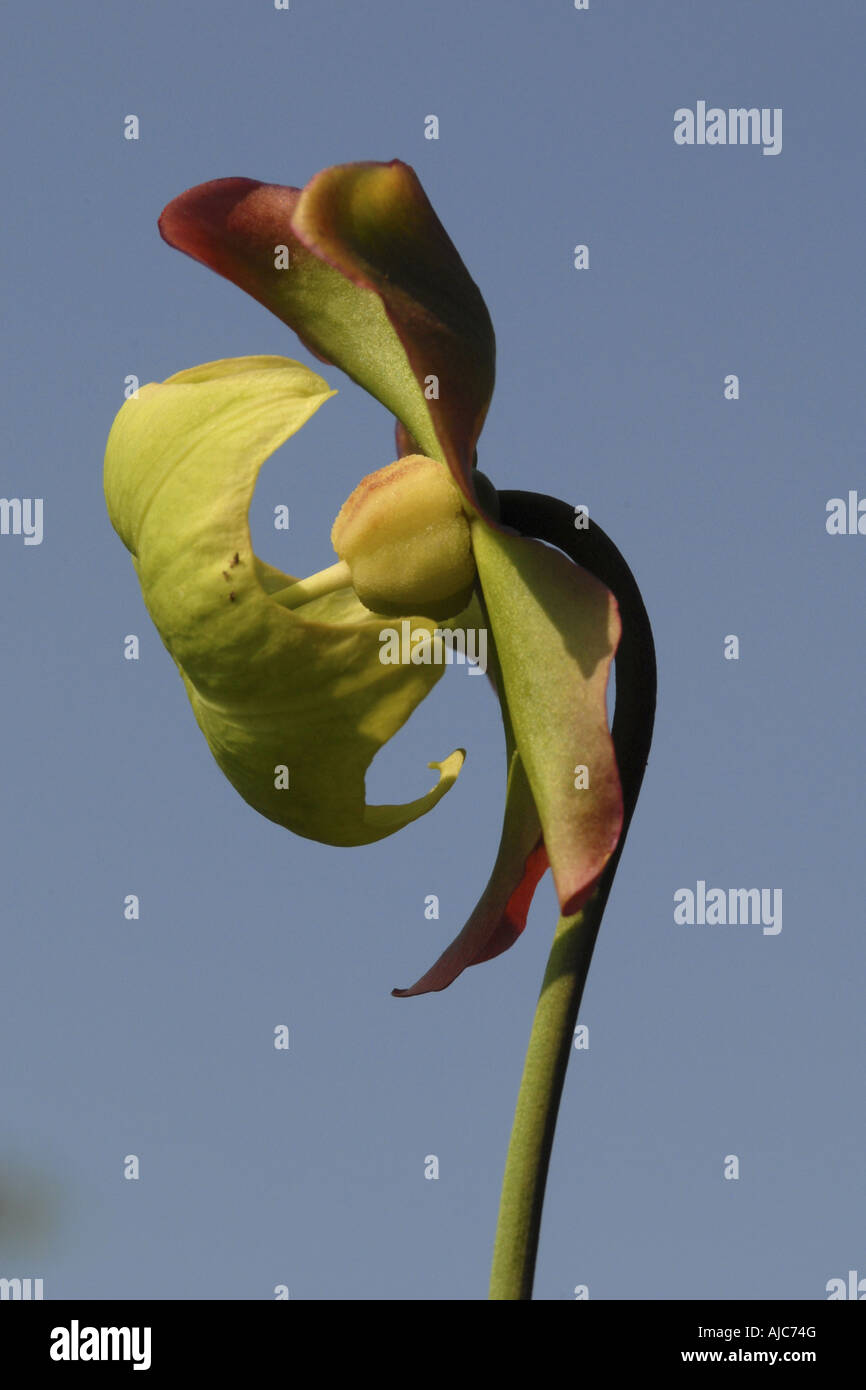 northern pitcher plant (Sarracenia purpurea), flower Stock Photo - Alamy