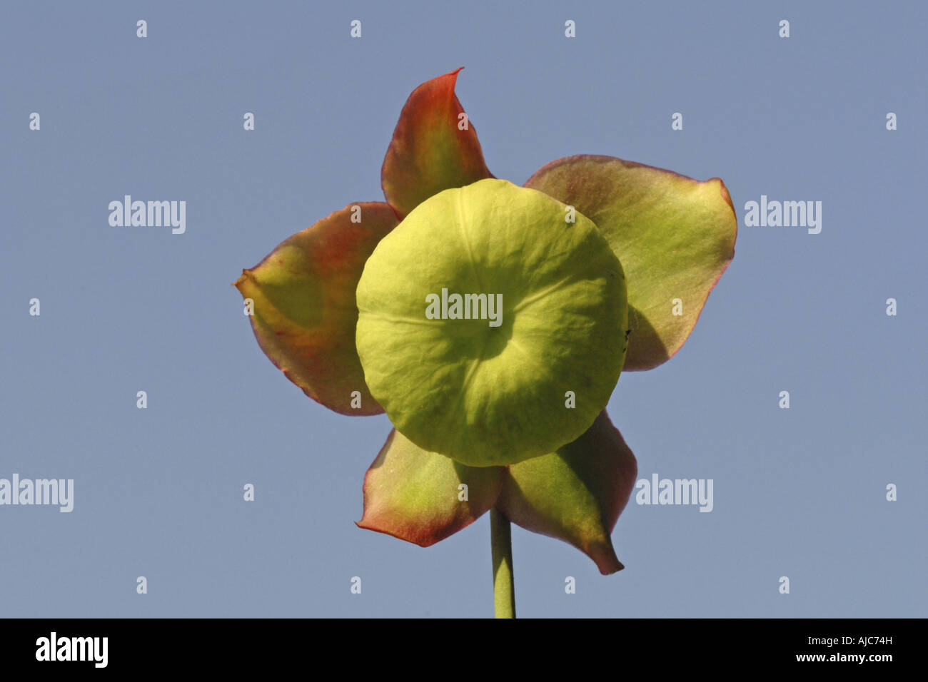 northern pitcher plant (Sarracenia purpurea), flower from below Stock ...