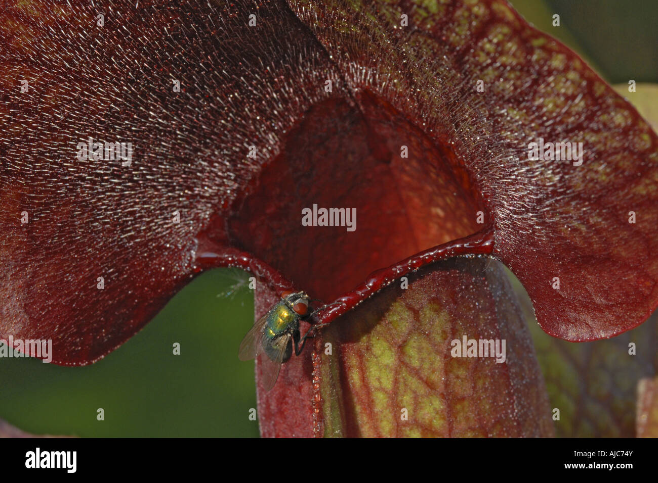 What Is Funnel Leaf at Jeanette Upshaw blog