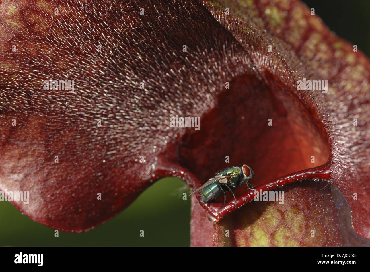 northern pitcher plant (Sarracenia purpurea), funnel leaf, entrance of ...