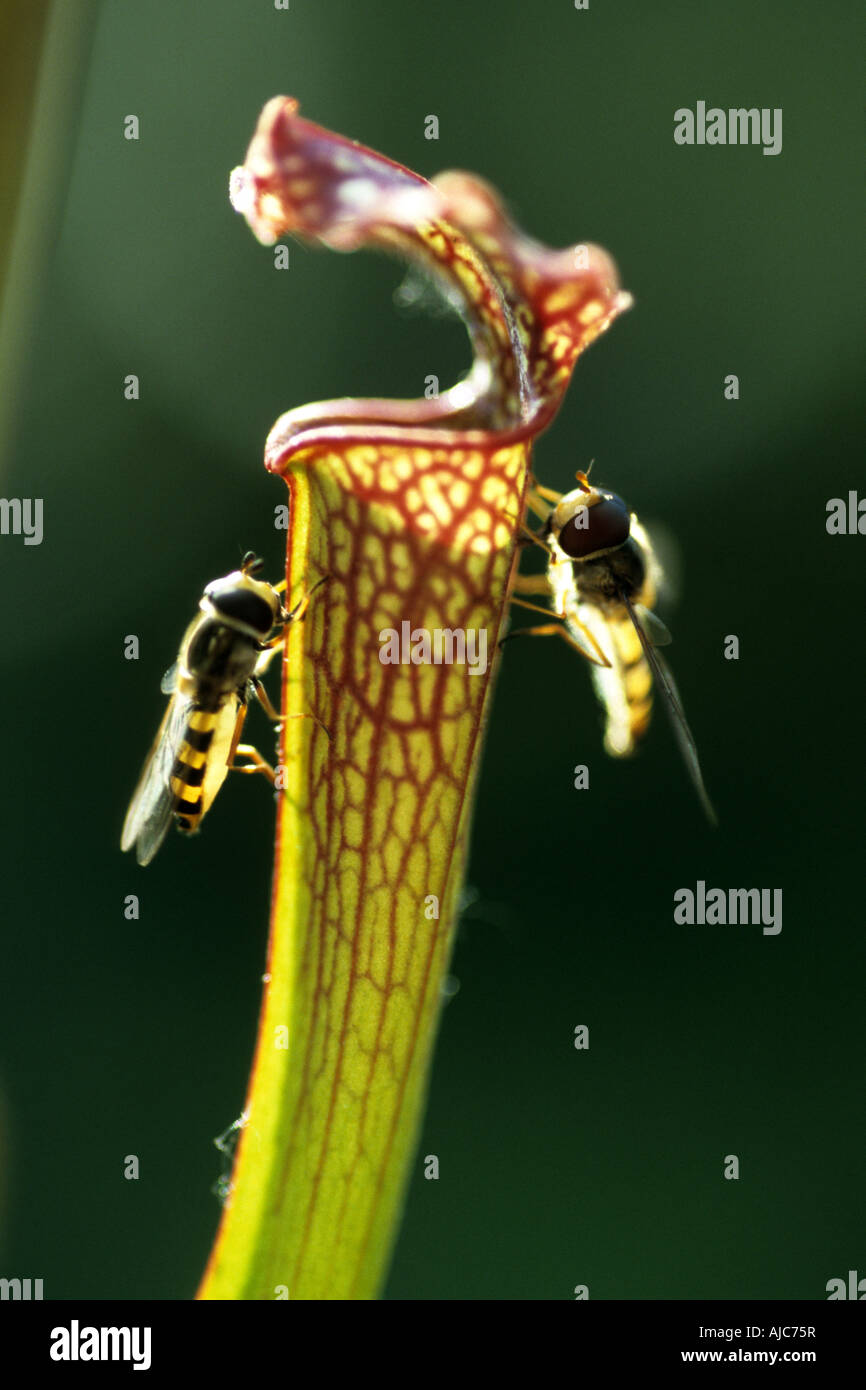 White Trumpet (Sarracenia leucophylla), funnel leaves with insects ...