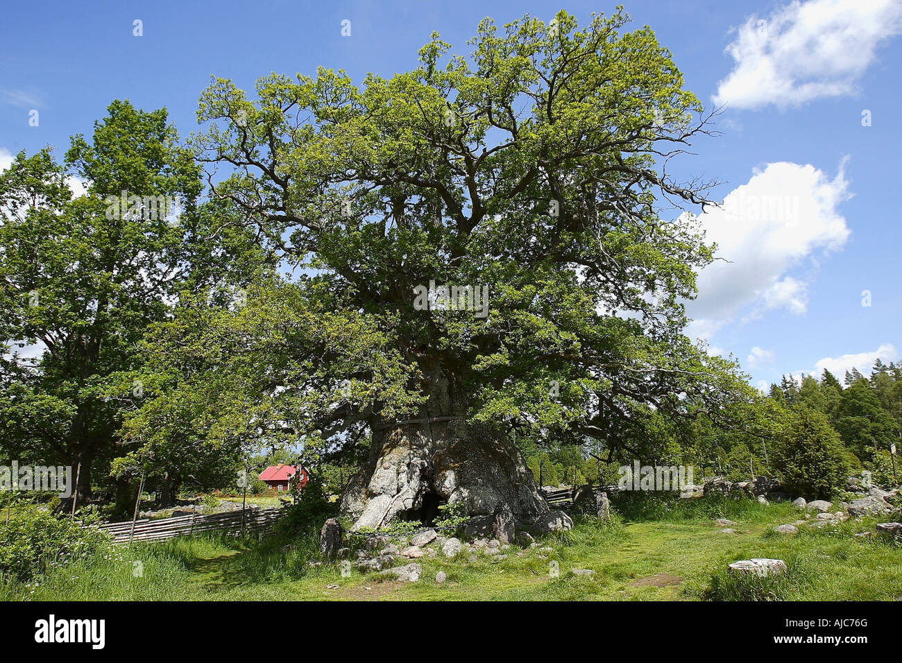 Rumskulla Oak, one of the oldest tree in europe, Sweden, Smaland ...