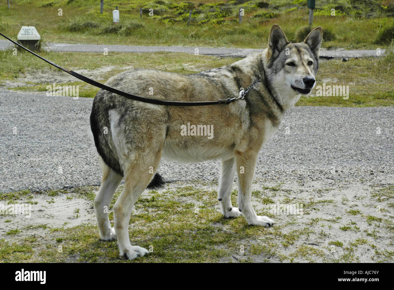 Ceskoslovensky Vlcak (Canis lupus f. familiaris), male, Netherlands ...