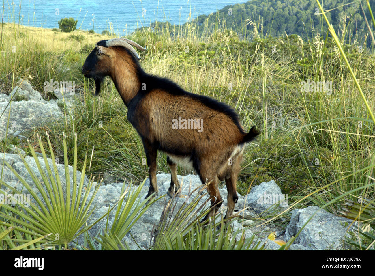 Spain capra hircus majorcan hi-res stock photography and images - Alamy