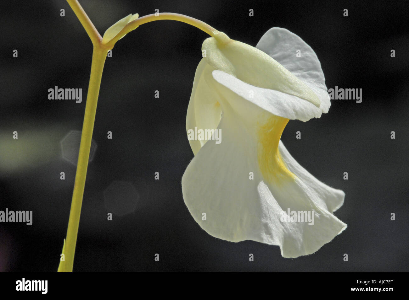 alpine bladderwort (Utricularia alpina), flower Stock Photo - Alamy