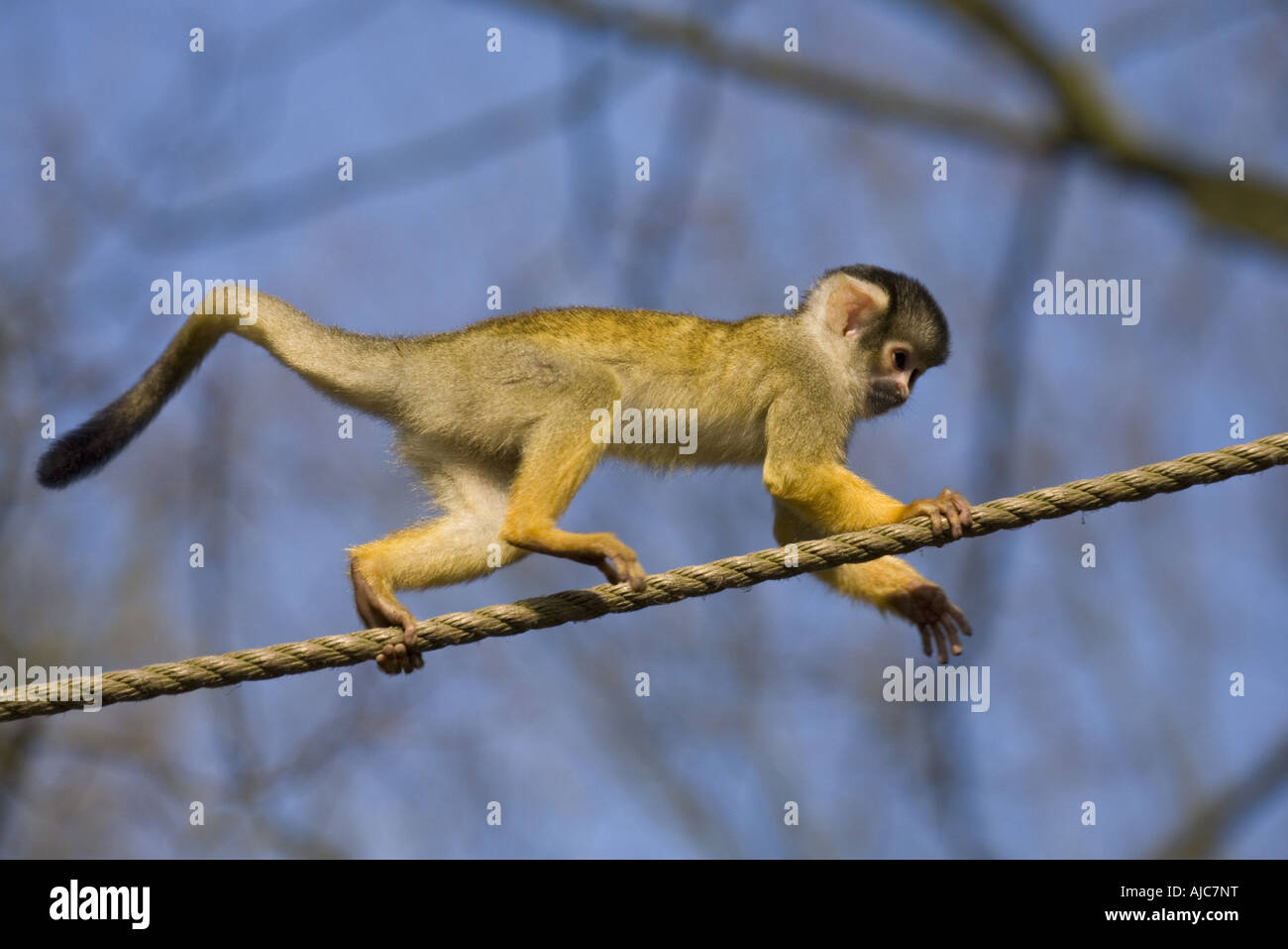 Monkeys cable hi-res stock photography and images - Alamy