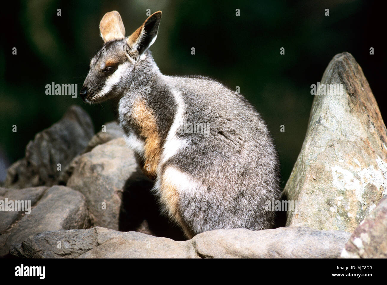 Yellow-footed Rock wallaby - Petrogale xanthopus Stock Photo - Alamy