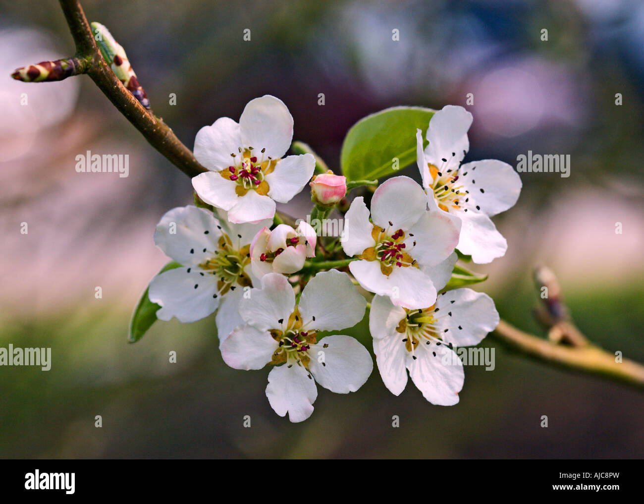 White caucasia hi-res stock photography and images - Alamy