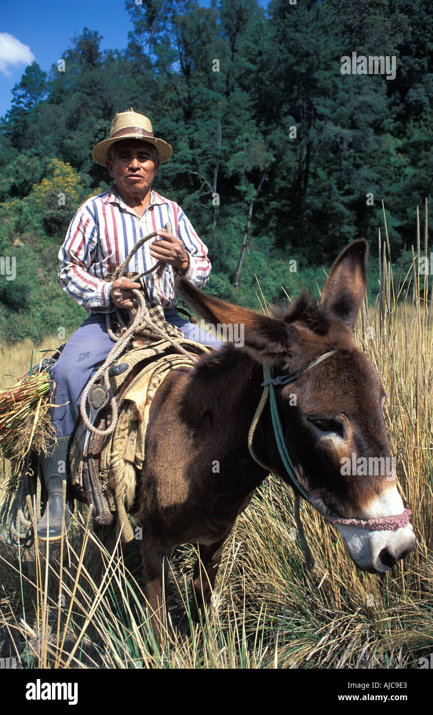 Guatemala mayan maya donkey hi-res stock photography and images - Alamy