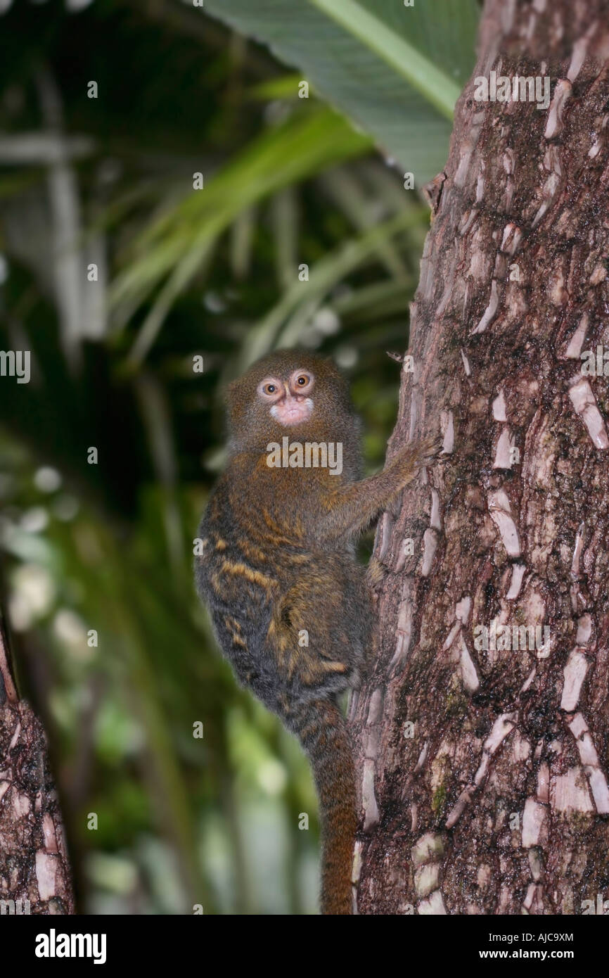 Pygmy Marmoset, (Cebuella pygmaea) climbing tree Stock Photo - Alamy