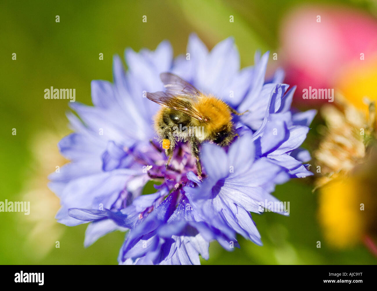 Bee form hi-res stock photography and images - Alamy