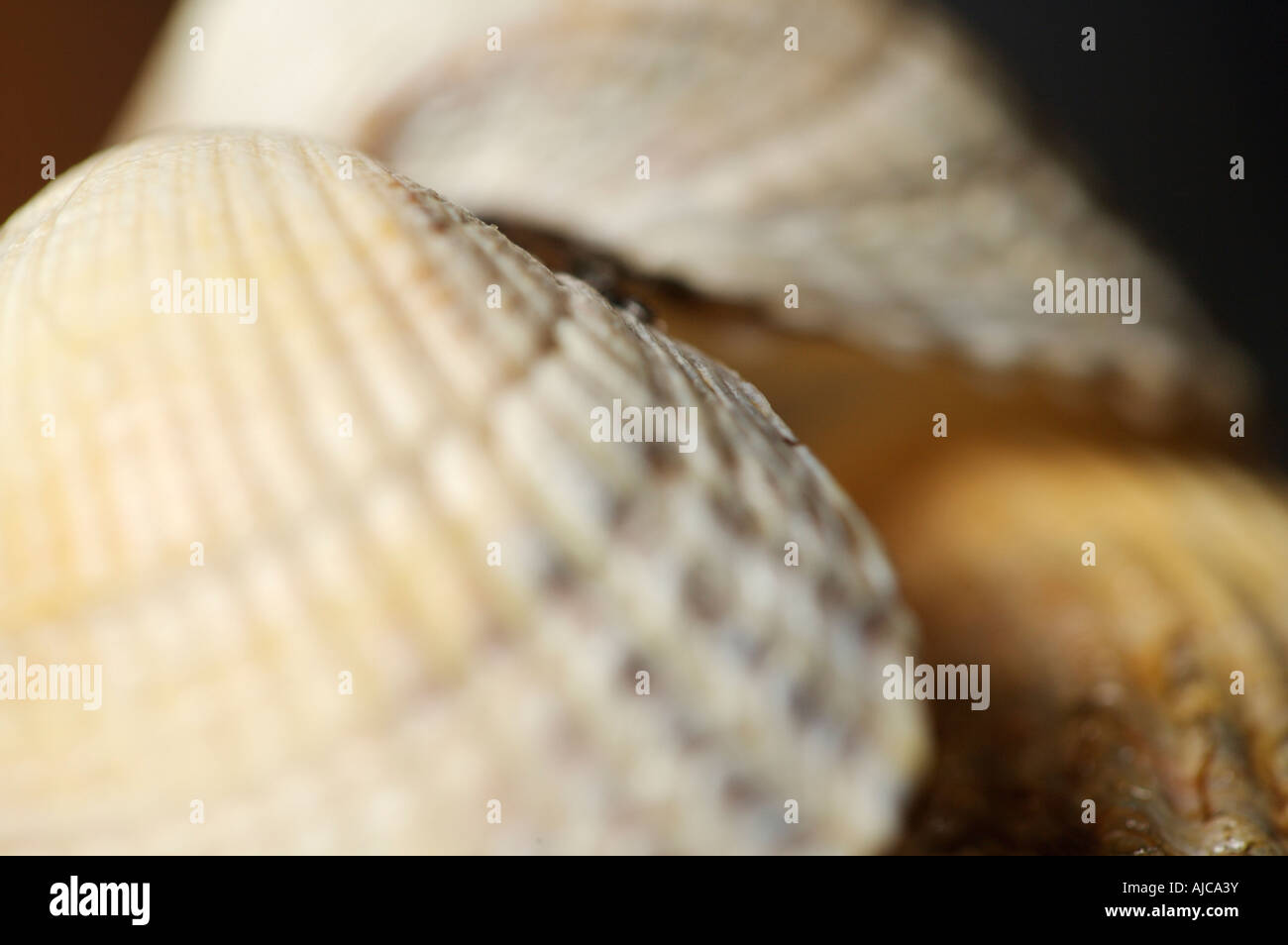 Sea shells with a shallow depth of field Stock Photo - Alamy