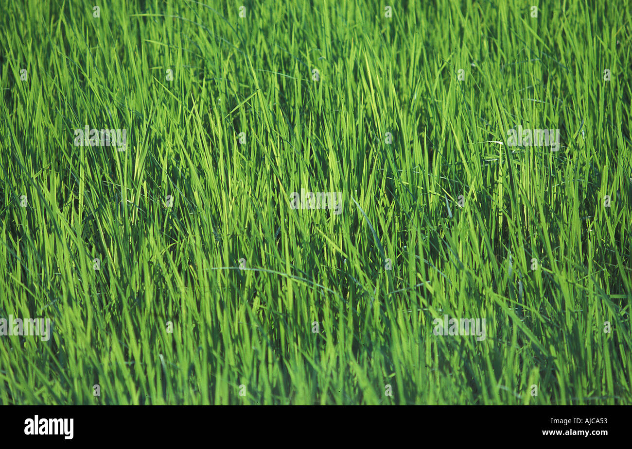 Rice growing in a paddy Lush green blades of grass Stock Photo - Alamy