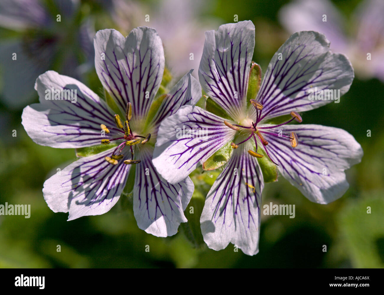 White and Purple Veined Alpine Geraniums Stock Photo - Alamy