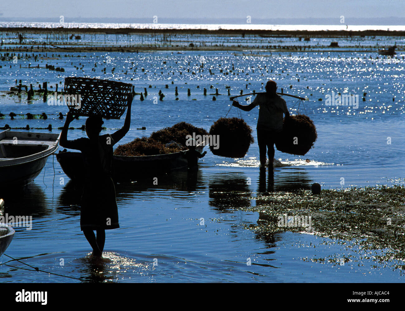 Seaweed collecting is a major source of income for many Balinese living ...
