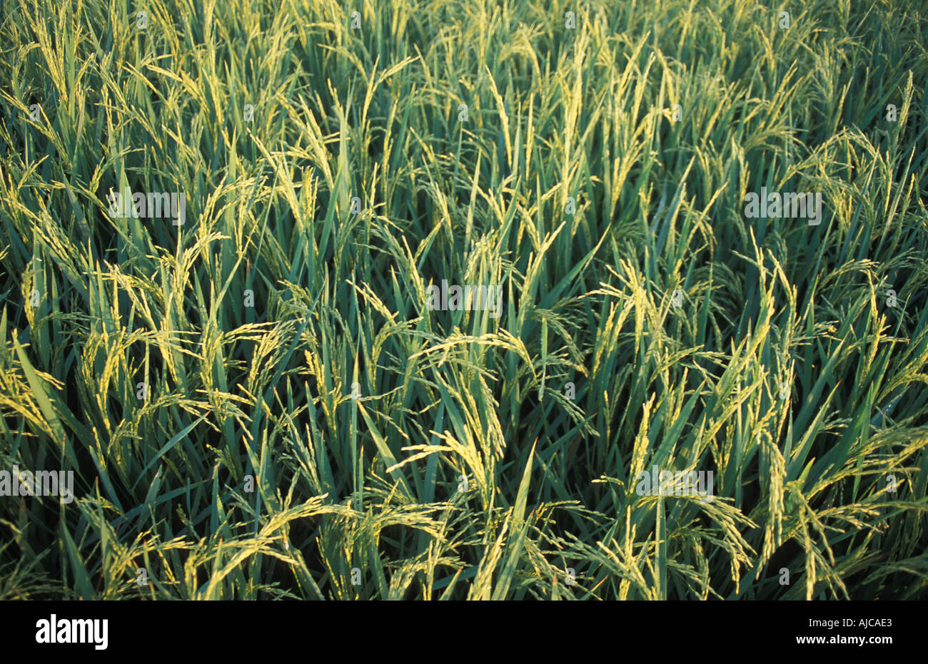 Rice plants growing in a paddy field Bali Indonesia Stock Photo - Alamy