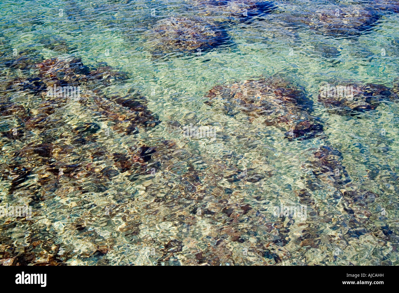 sea water showing small corals Stock Photo - Alamy