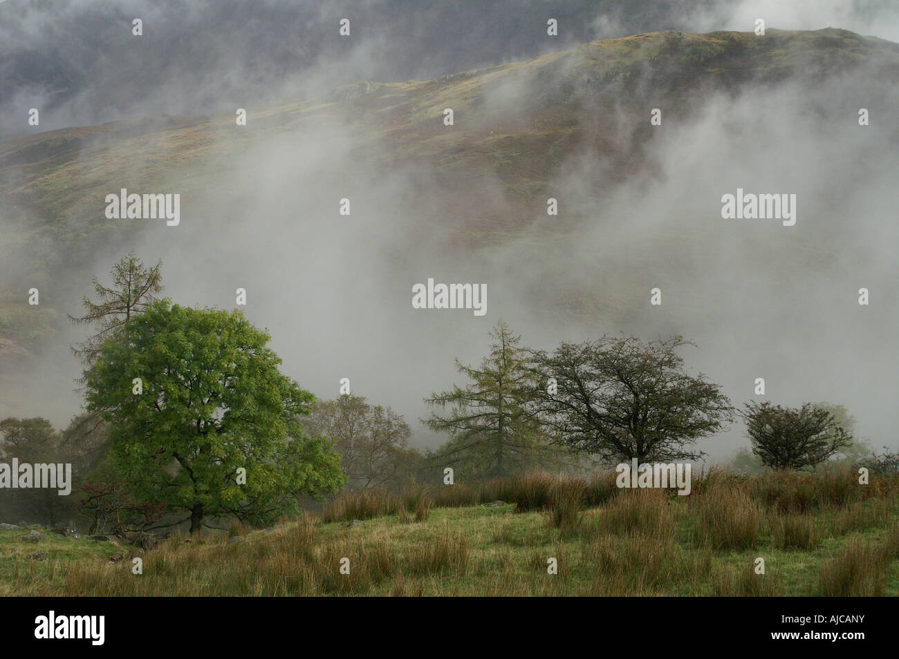 Morning fog high in the English Lake District, Cumbria. Solitary trees ...