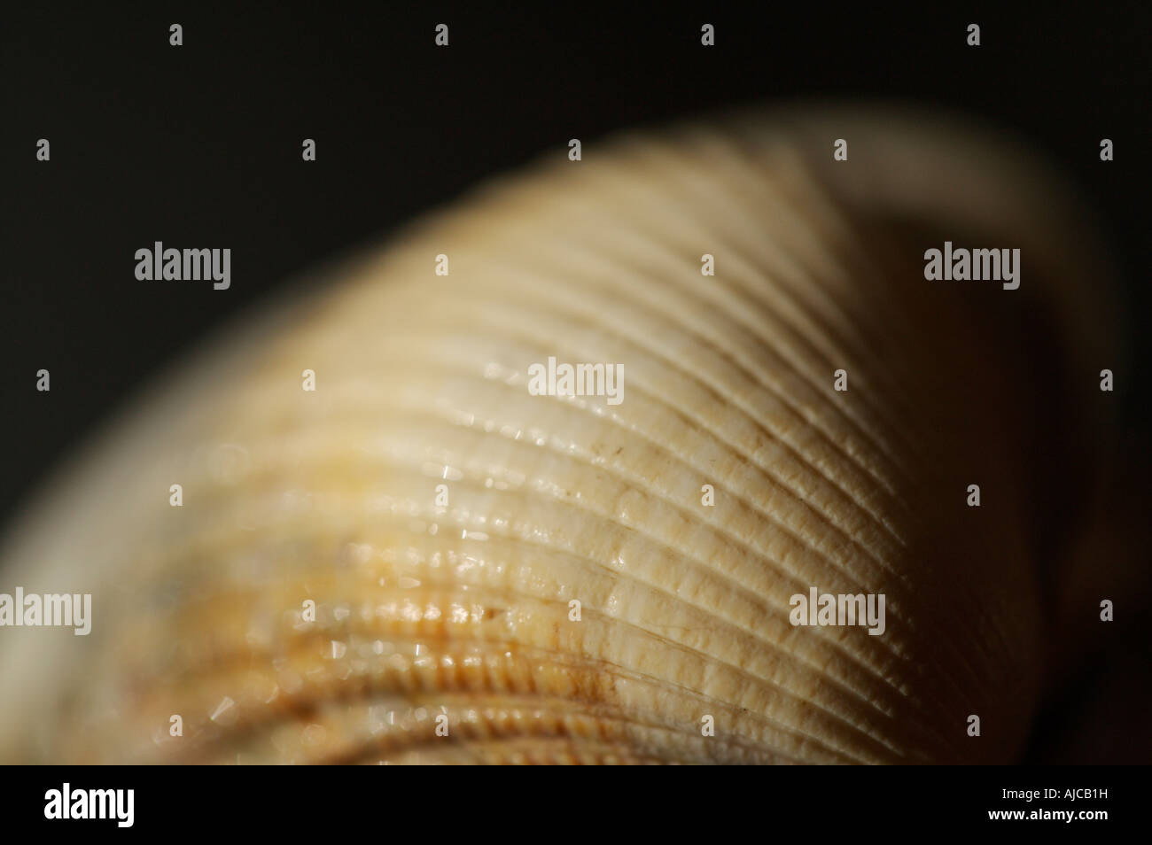 Sea shells with a shallow depth of field Stock Photo - Alamy