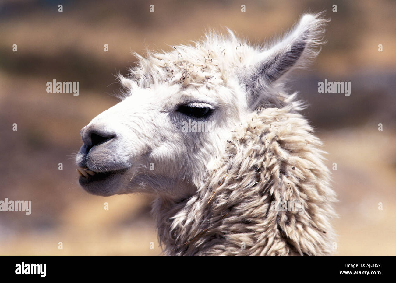 Peru01511 hi-res stock photography and images - Alamy